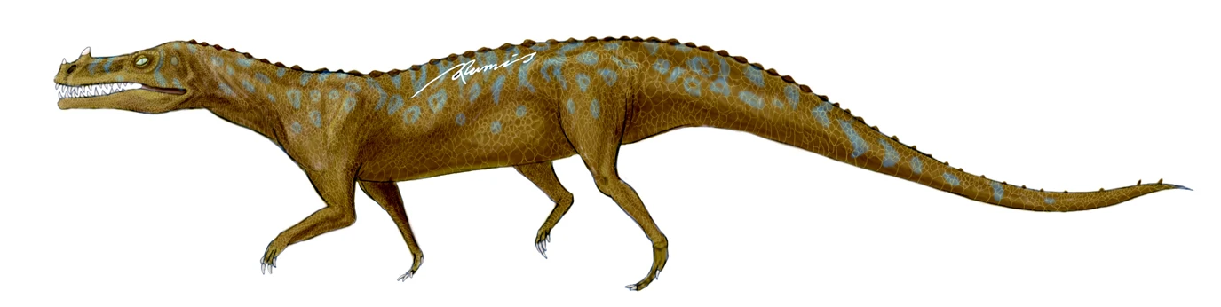Decuriasuchus | Fossil Wiki | Fandom