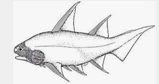 Gladiobranchus | Fossil Wiki | Fandom