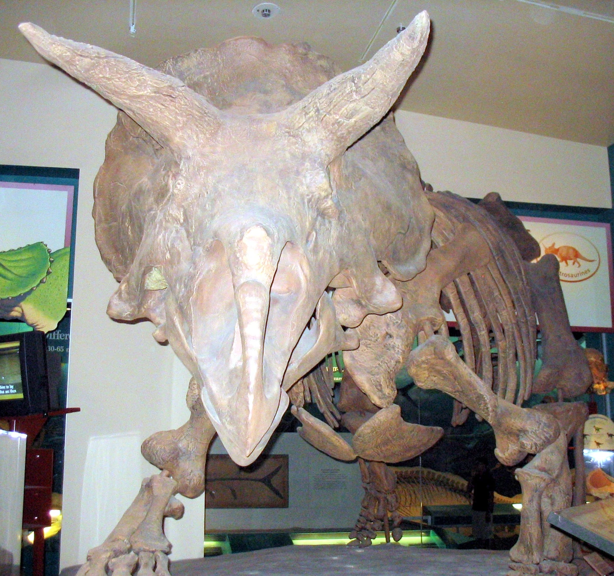 Ceratopsia | Fossil Wiki | Fandom
