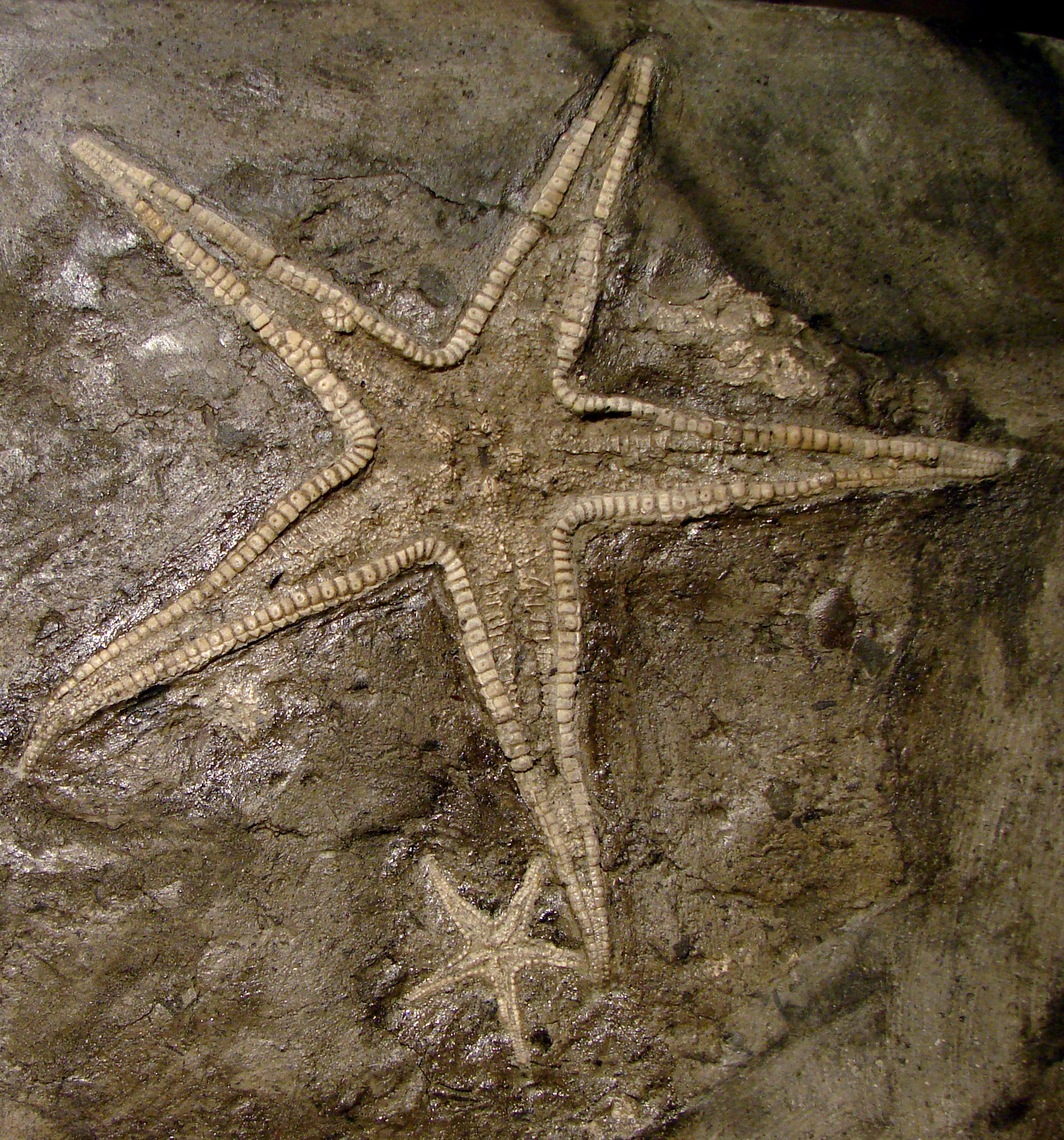 Asteroidea Fossils