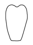 Bassipterus | Fossil Wiki | Fandom