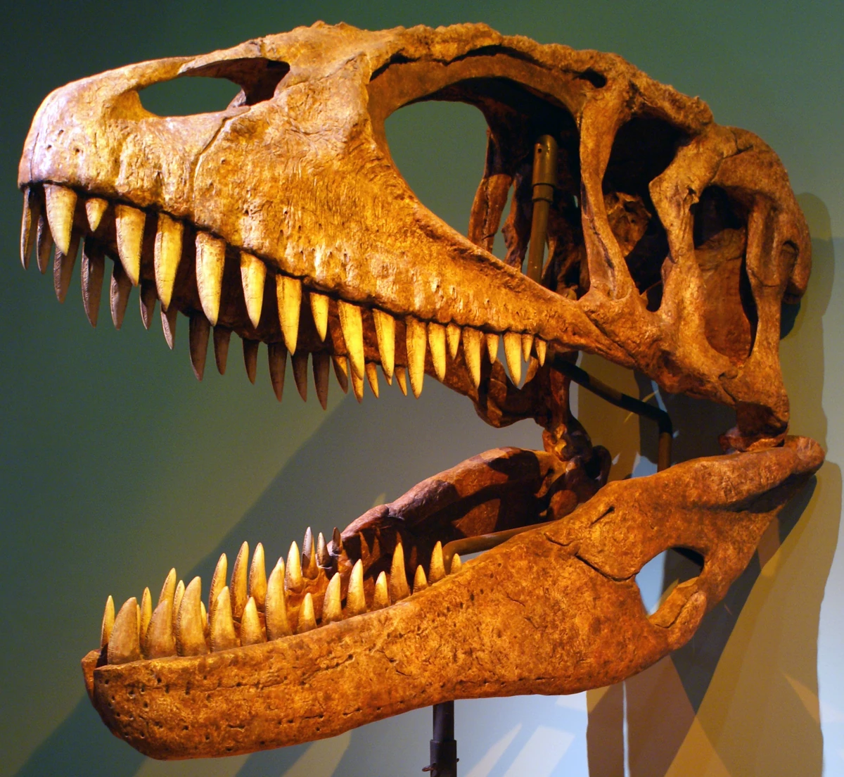 Carcharodontosaurus | Fossil Wiki | Fandom
