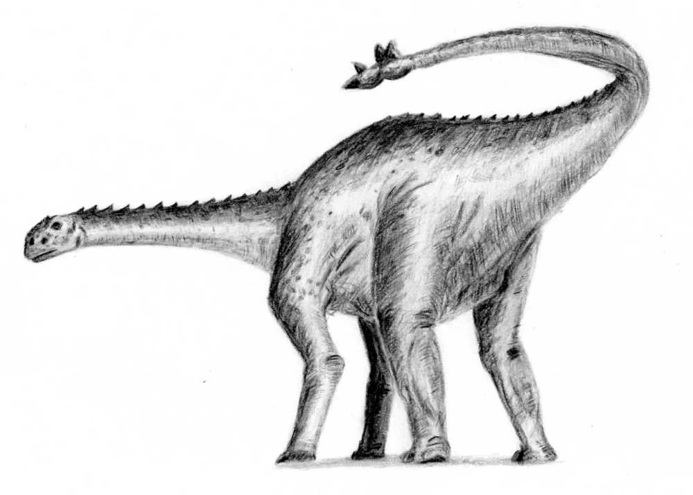 Shunosaurus Skeleton