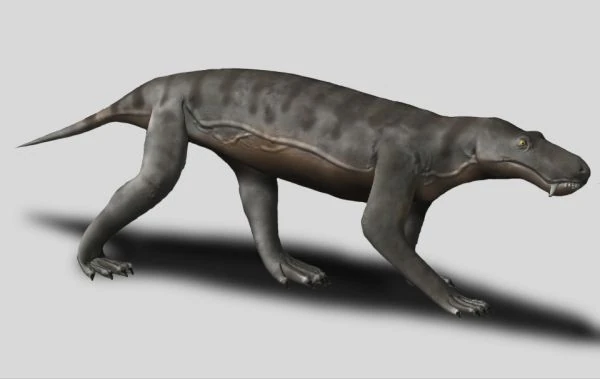 Gorgonops | Fossil Wiki | Fandom