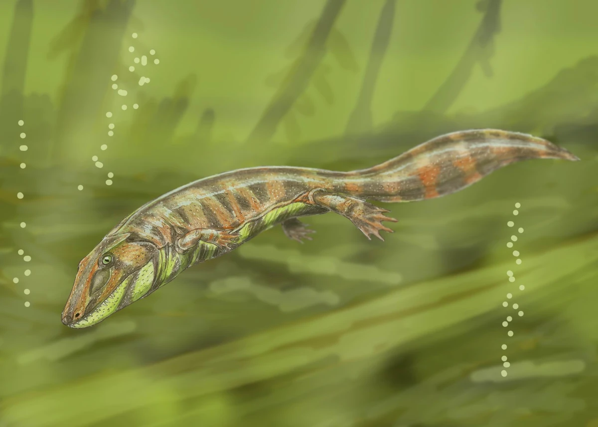 Loxommatidae | Fossil Wiki | Fandom