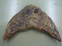 Nectridea | Fossil Wiki | Fandom