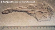 Paleocarcharias | Fossil Wiki | Fandom