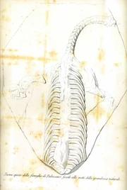 Palaeosaurus | Fossil Wiki | Fandom