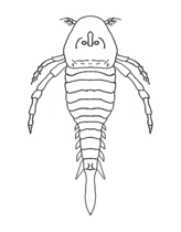 Hallipterus | Fossil Wiki | Fandom