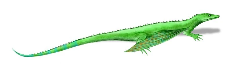 Rautiania | Fossil Wiki | Fandom