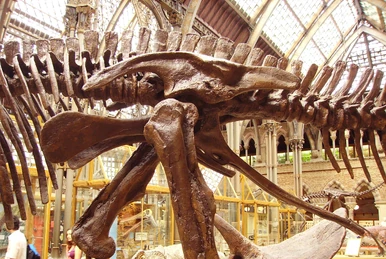 postosuchus skeleton