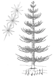 Calamites | Fossil Wiki | Fandom