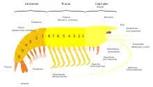 Angustidontus | Fossil Wiki | Fandom