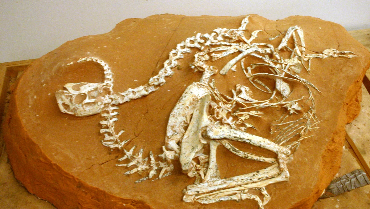 Djadochta Formation | Fossil Wiki | Fandom