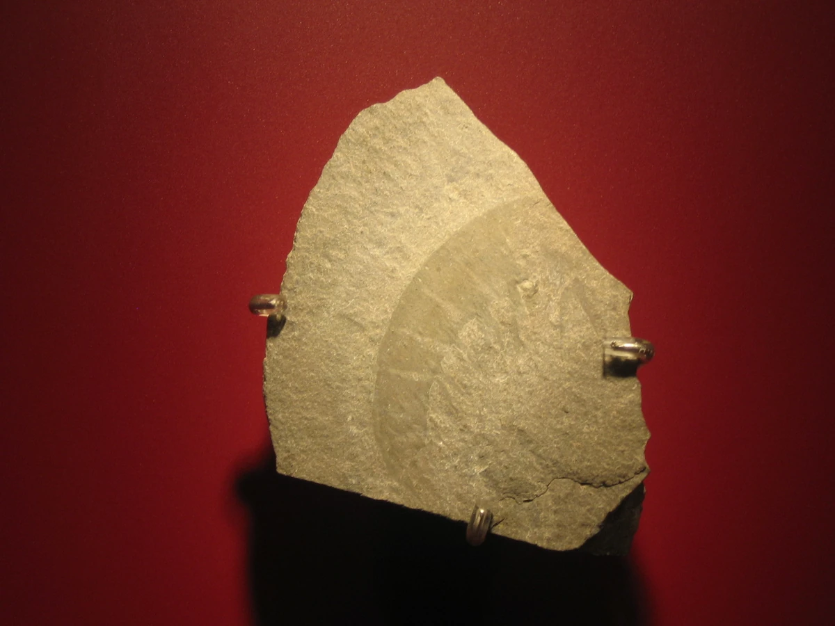 Great appendage | Fossil Wiki | Fandom