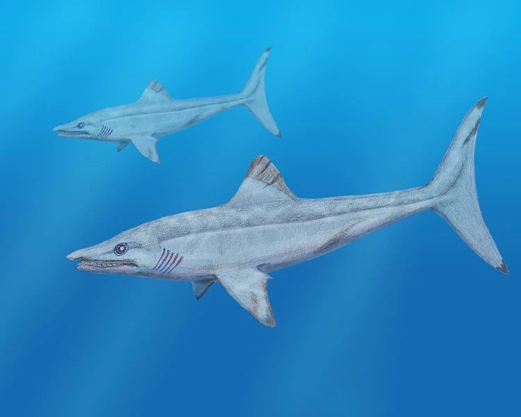 Caseodus | Fossil Wiki | Fandom