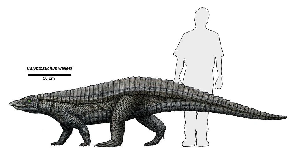 Calyptosuchus | Fossil Wiki | Fandom