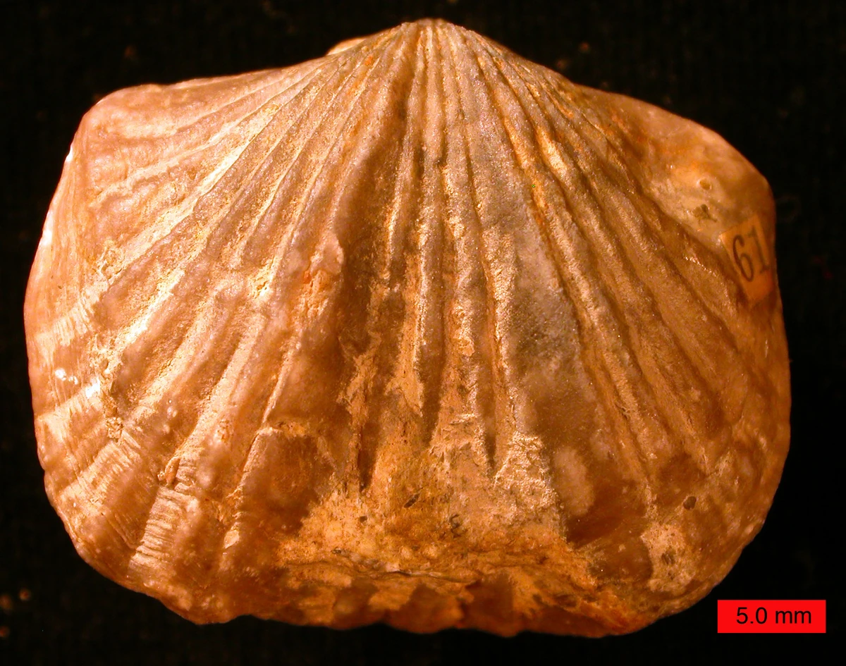 Brachiopoda | Fossil Wiki | Fandom