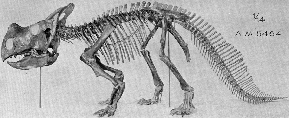 Montanoceratops | Fossil Wiki | Fandom