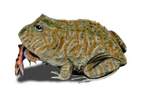 List of prehistoric amphibians | Fossil Wiki | Fandom