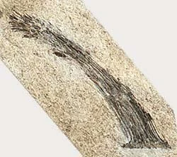 Listracanthus | Fossil Wiki | Fandom