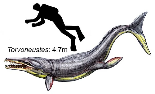 Torvoneustes | Wiki Dinosaurios y Prehistoria | Fandom
