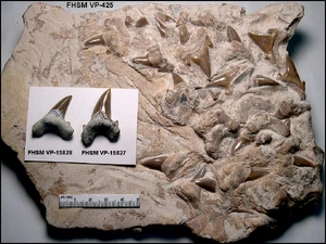 Cardabiodon | Fossil Wiki | Fandom