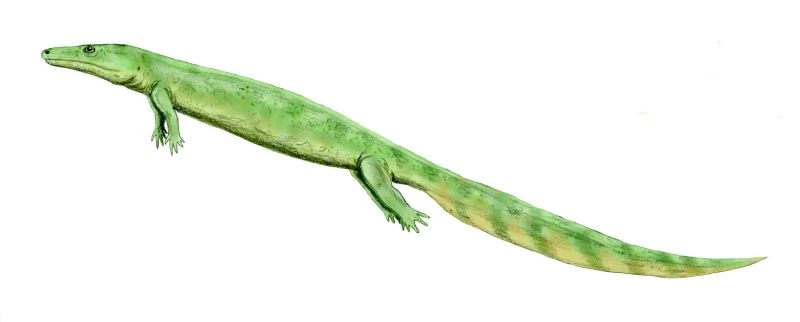 Greererpeton | Fossil Wiki | Fandom