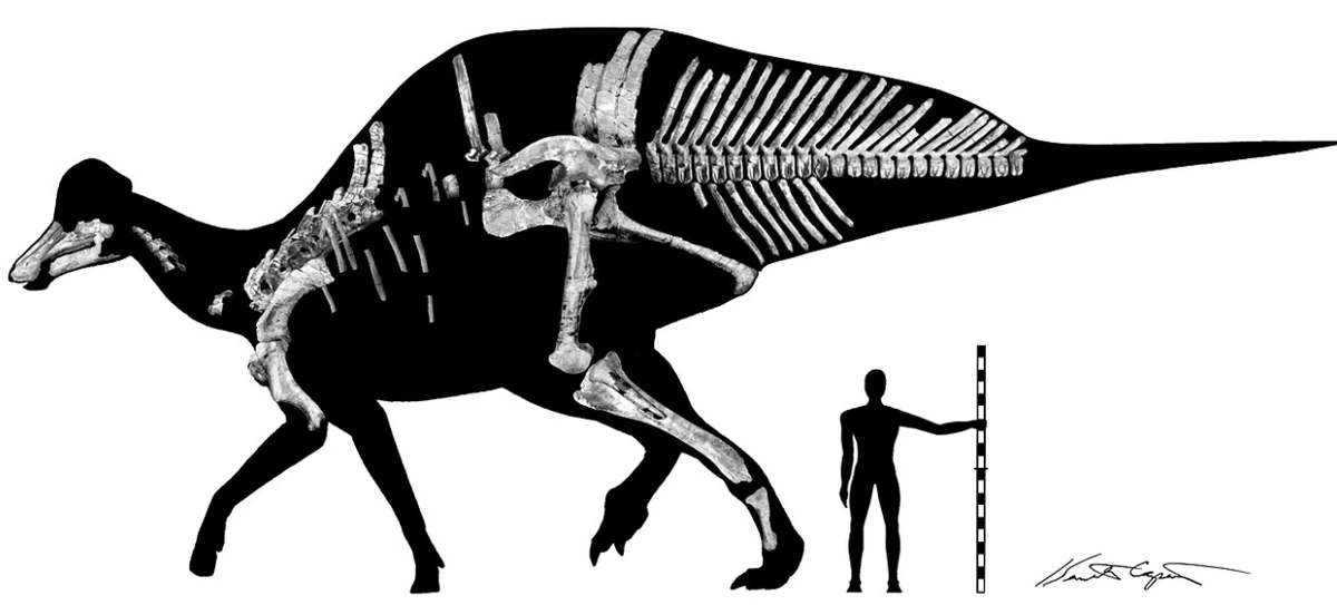 Magnapaulia | Fossil Wiki | Fandom