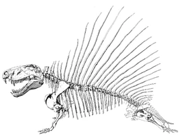 Dimetrodon | Fossil Wiki | Fandom