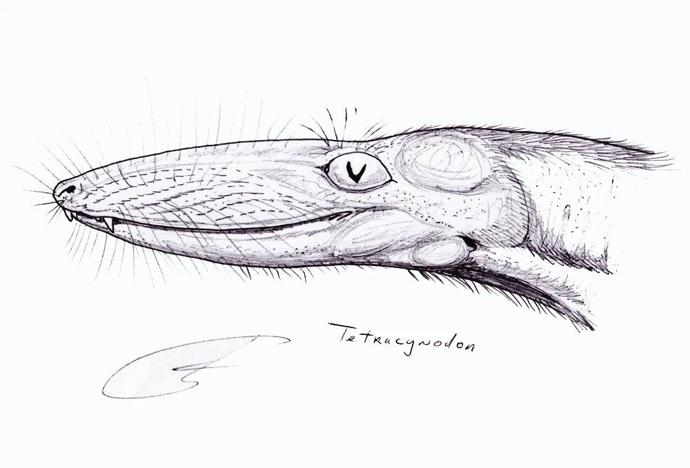 Tetracynodon | Fossil Wiki | Fandom