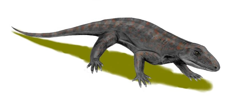 Varanops | Fossil Wiki | Fandom