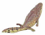 List of prehistoric amphibians | Fossil Wiki | Fandom
