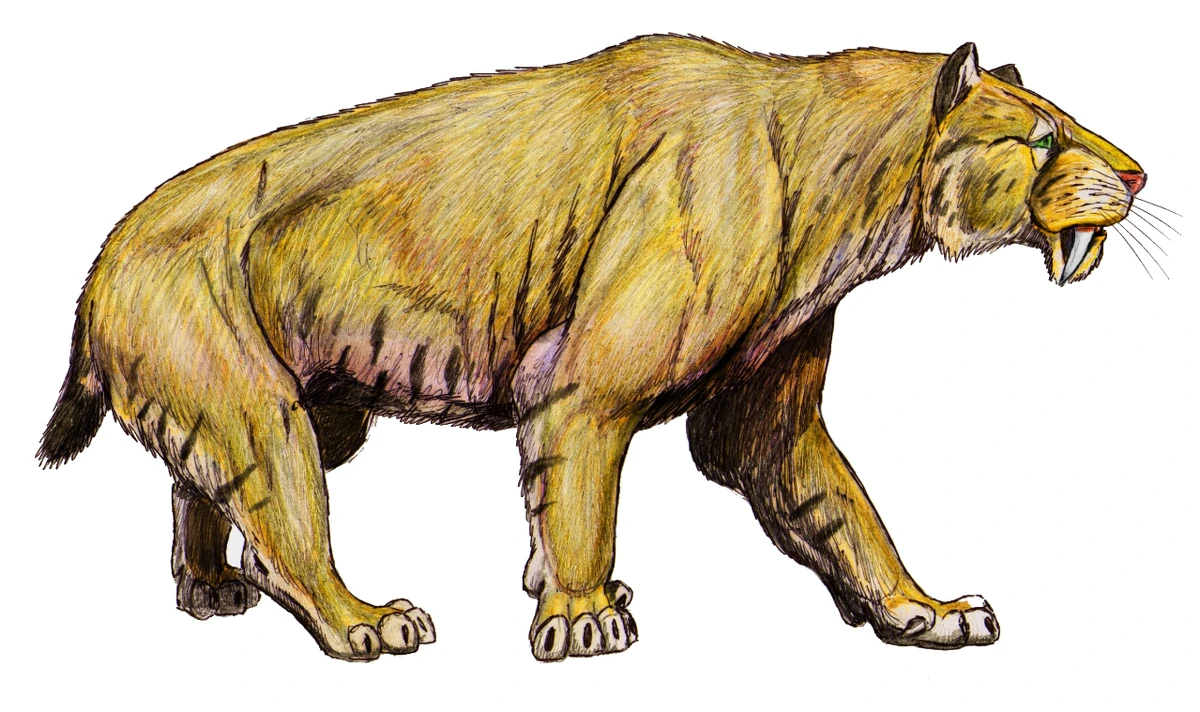 Smilodon | Fossil Wiki | Fandom