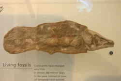 Axelrodichthys | Fossil Wiki | Fandom