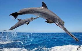 Prosqualodon | Fossil Wiki | Fandom