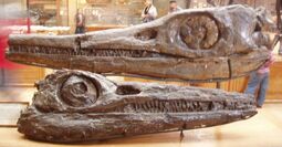 Ichthyosaur | Fossil Wiki | Fandom