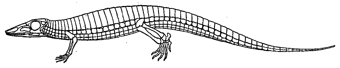Aetosaurus | Fossil Wiki | Fandom