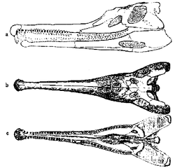 Angistorhinopsis | Fossil Wiki | Fandom