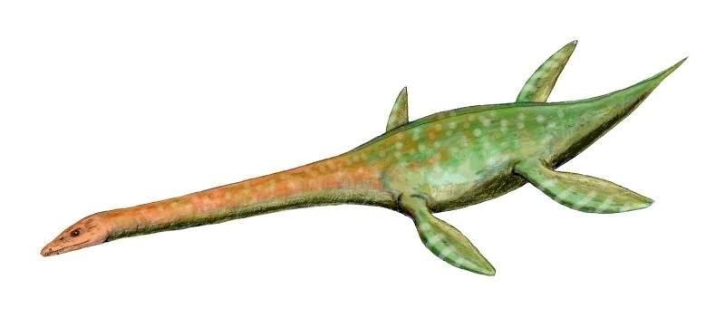 List of plesiosaurs | Fossil Wiki | Fandom