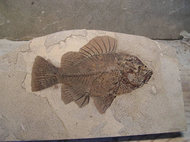 Priscacara serrata | Fossil Wiki | Fandom