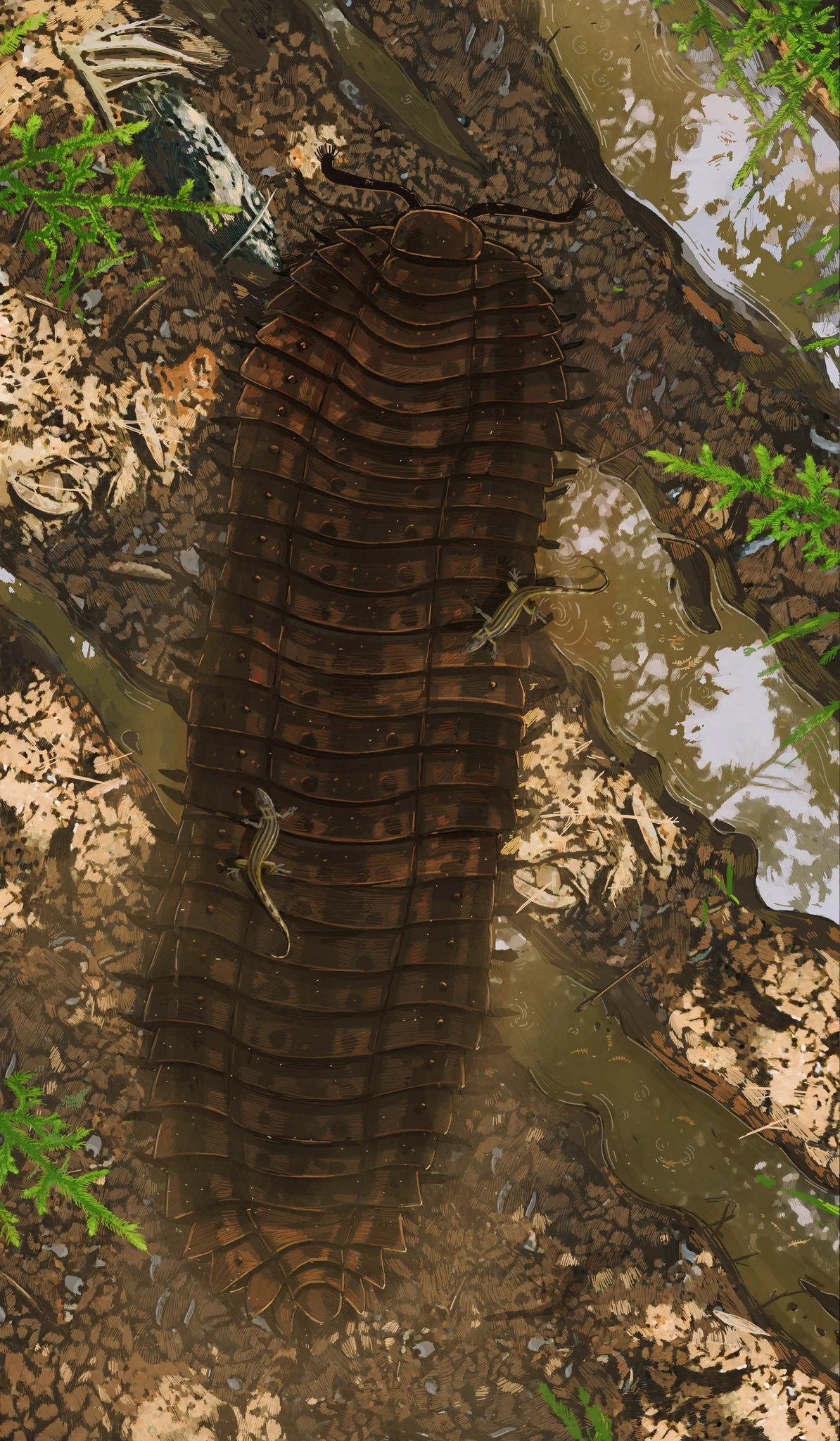 Arthropleura | Fossil Wiki | Fandom