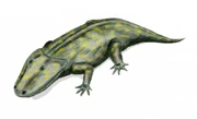 Eryops | Fossil Wiki | Fandom
