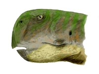 Jiufotang Formation | Fossil Wiki | Fandom