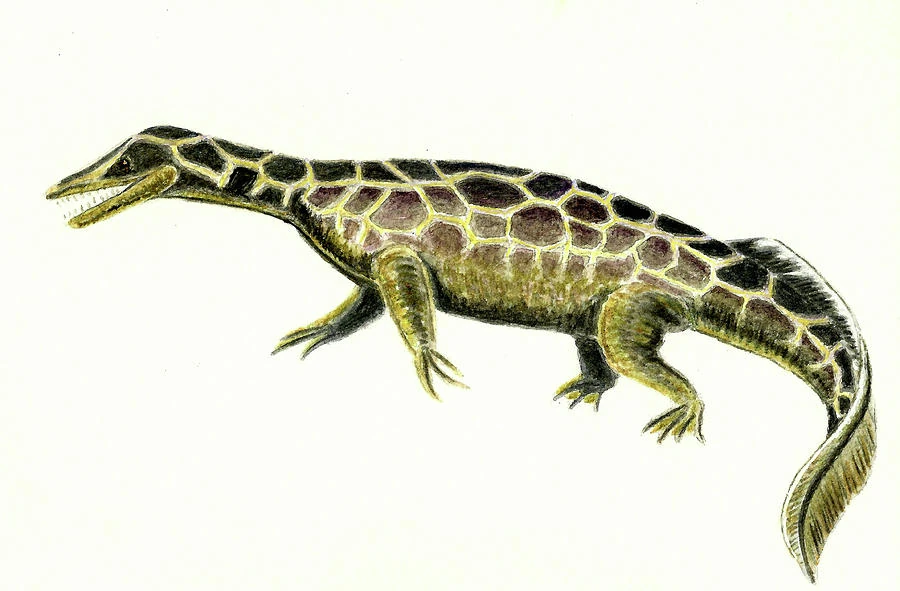 Pachypleurosaurus | Fossil Wiki | Fandom