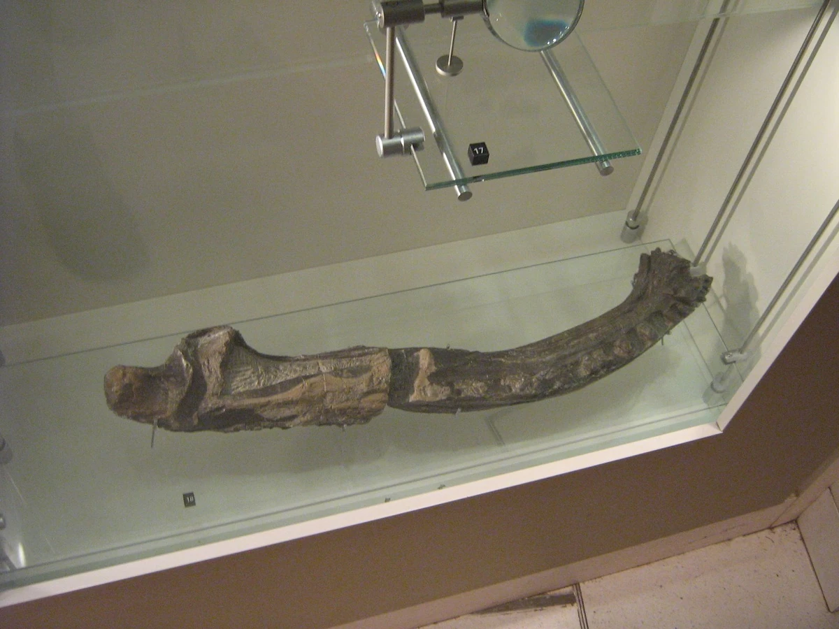 Koolasuchus | Fossil Wiki | Fandom