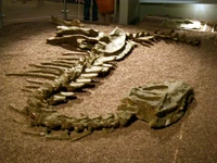 Yangchuanosaurus | Fossil Wiki | Fandom