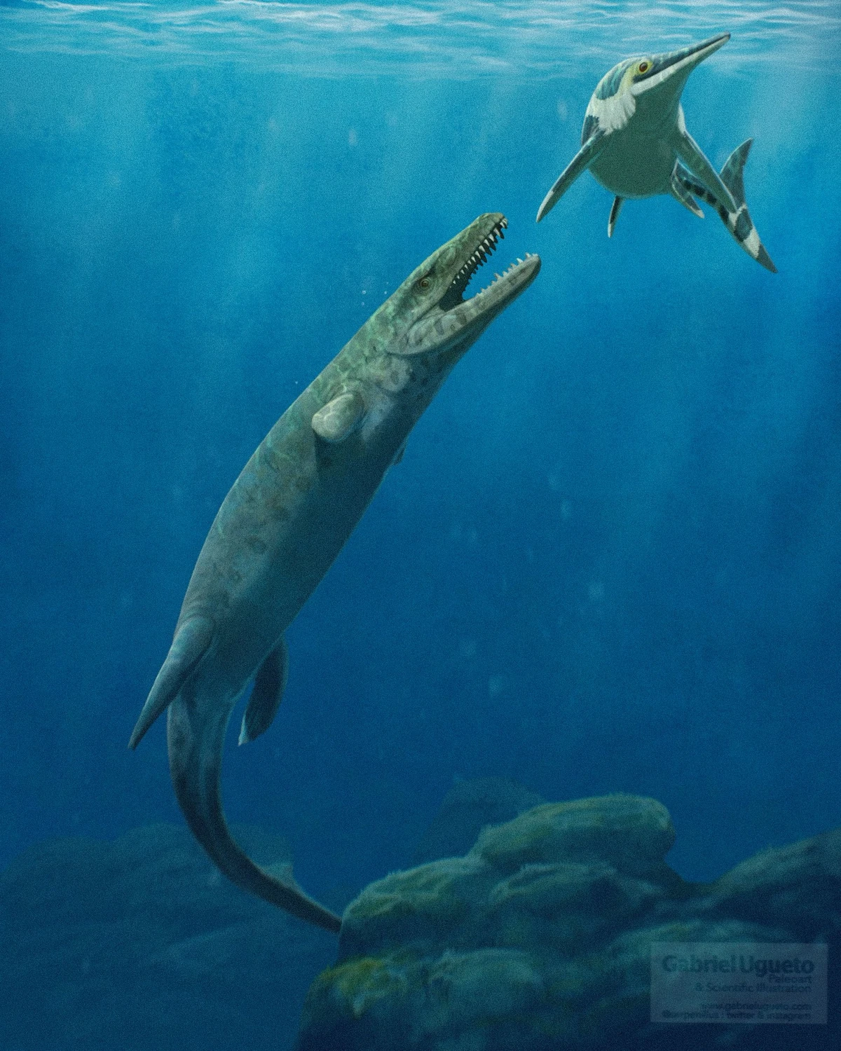 Dakosaurus | Fossil Wiki | Fandom