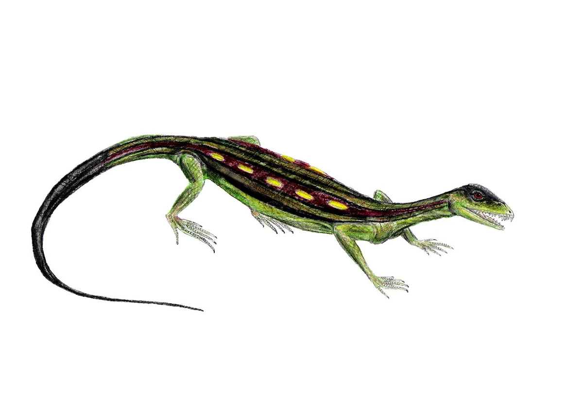 Araeoscelis | Fossil Wiki | Fandom