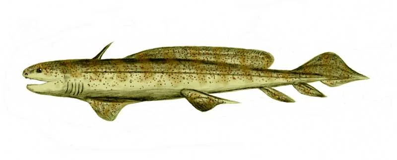 Xenacanthus Shark